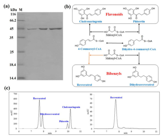 Characterization of the Key Bibenzyl Synthase in Dendrobium sinense