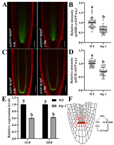 BIG Modulates Stem Cell Niche and Meristem Development via SCR/SHR ...