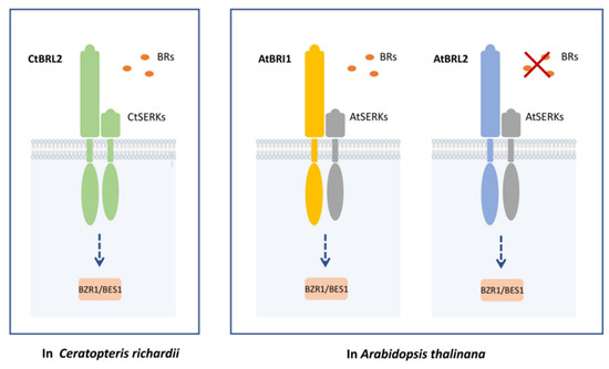 Evolutionary Analysis and Functional Identification of Ancient ...