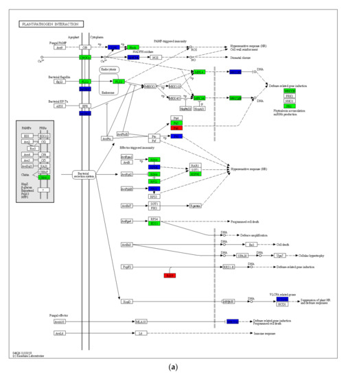 IJMS | Free Full-Text | Transcriptomic and Metabolomic Analysis of ...