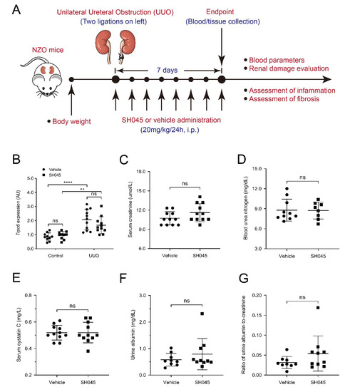 In Vivo Inhibition of TRPC6 by SH045 Attenuates Renal Fibrosis in a New ...