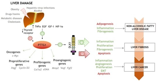 Signaling Pathways in Liver Disease