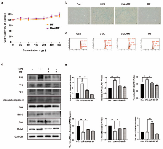 Metformin Attenuates UVA-Induced Skin Photoaging by Suppressing ...