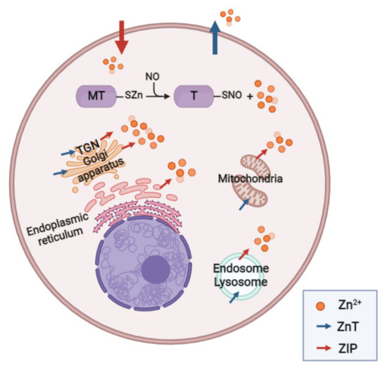 Impact of Zinc on Oxidative Signaling Pathways in the Development of ...