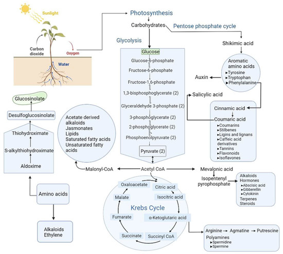 IJMS | Free Full-Text | Advances in Plant Metabolomics and Its ...