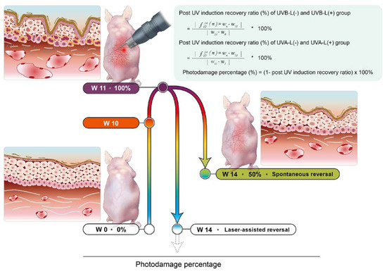 Photoaging and Sequential Function Reversal with Cellular-Resolution ...
