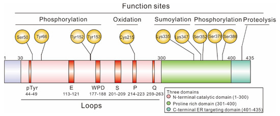 Human Protein Tyrosine Phosphatase 1B (PTP1B): From Structure to ...