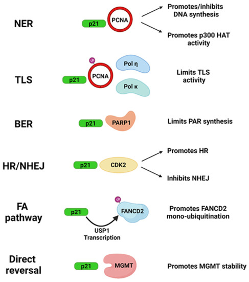 Revisiting the Function of p21CDKN1A in DNA Repair: The Influence of ...