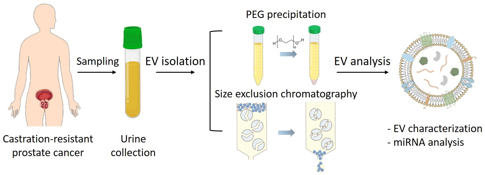 IJMS | Free Full-Text | Isolation and Characterization of Urinary Extracellular Vesicles from ...