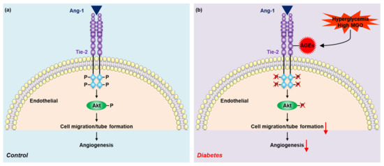 Glycation of Tie-2 Inhibits Angiopoietin-1 Signaling Activation and ...