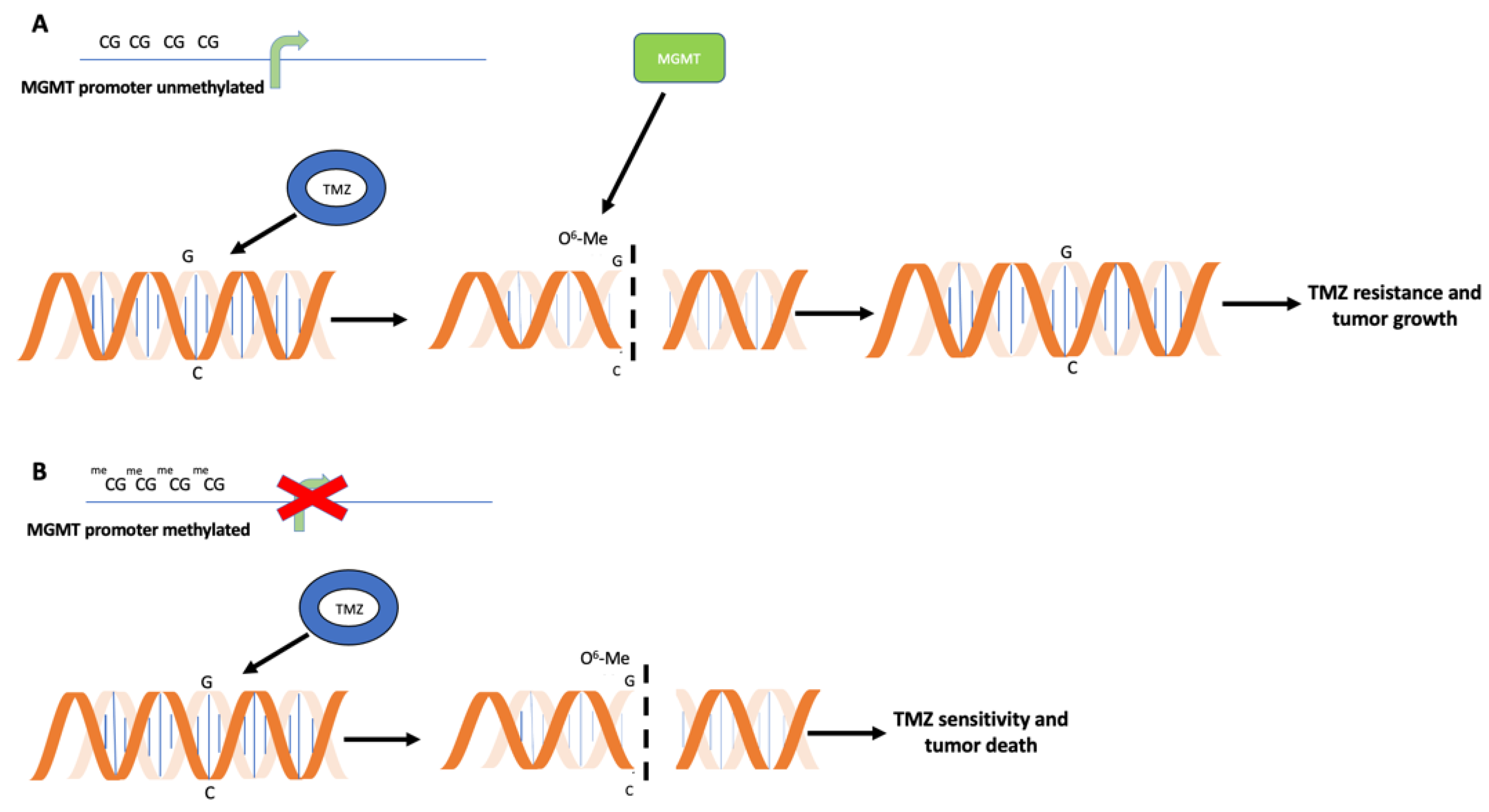 Ijms Free Full Text Mgmt And Whole Genome Dna Methylation Impacts