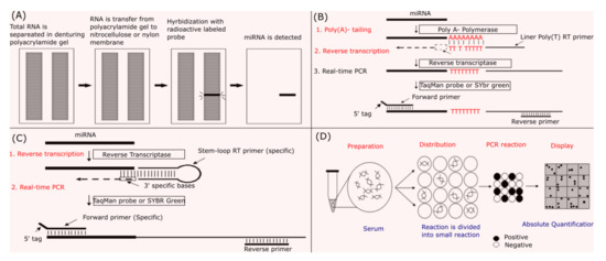 MicroRNA-Based Diagnosis and Therapy
