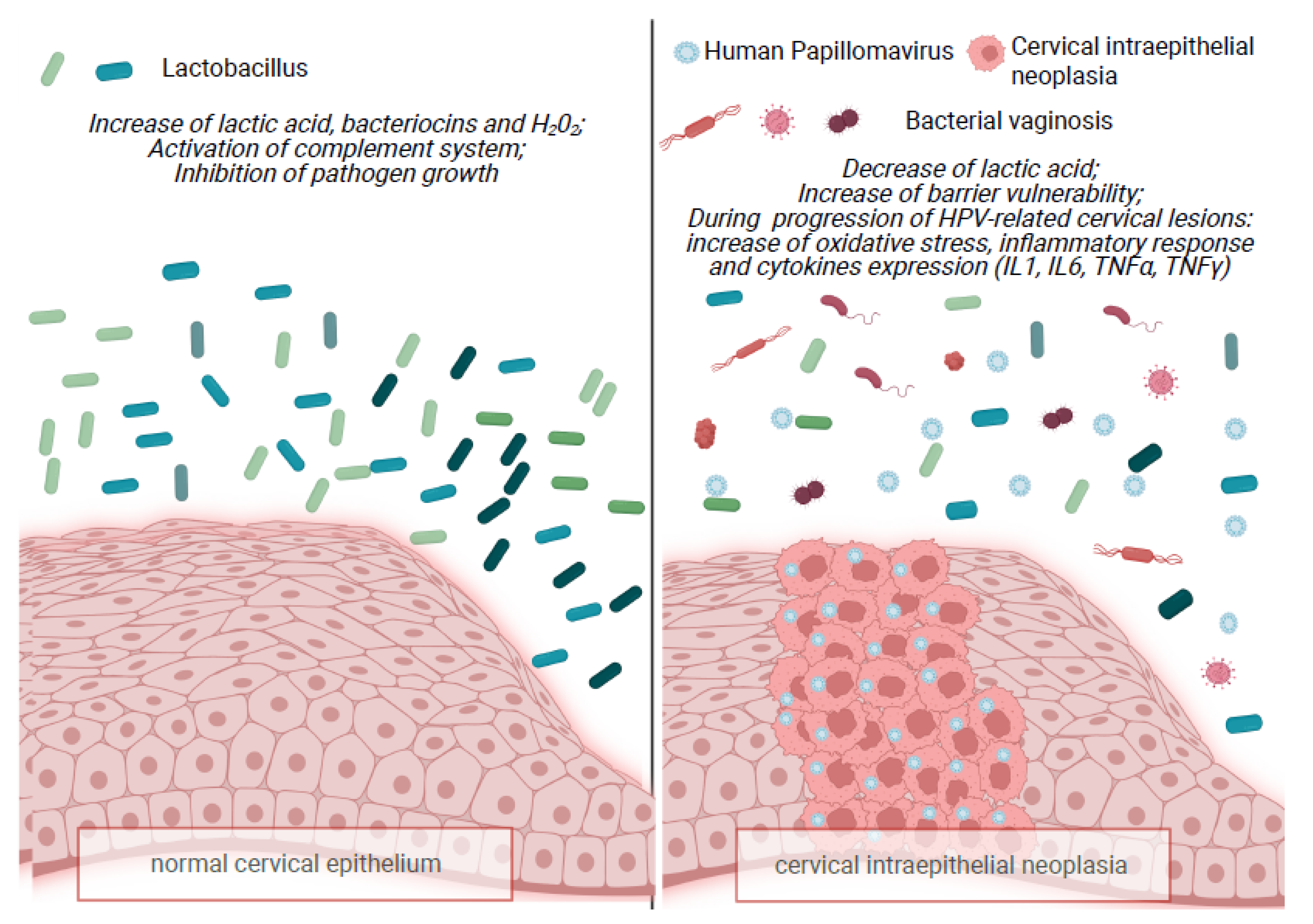 The Impact Of Single Hpv Hpv And Hpv On The Vaginal Microbiota My Xxx