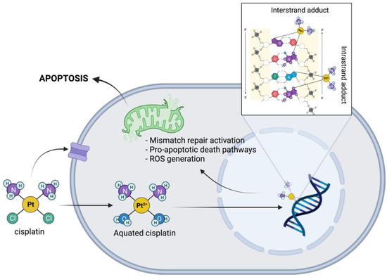 Pro-Inflammatory Signalling PRRopels Cisplatin-Induced Toxicity