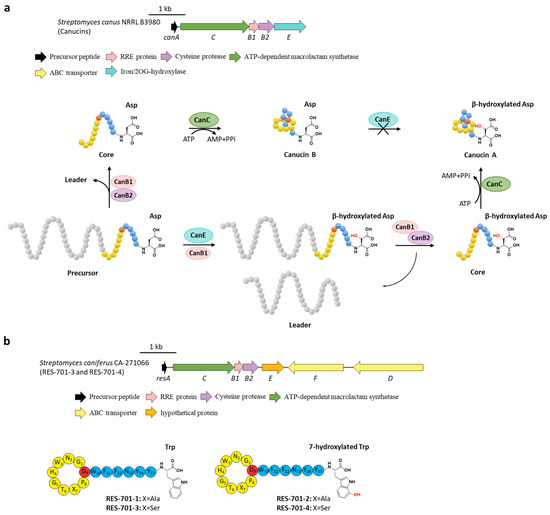 Unusual Post-Translational Modifications in the Biosynthesis of Lasso ...