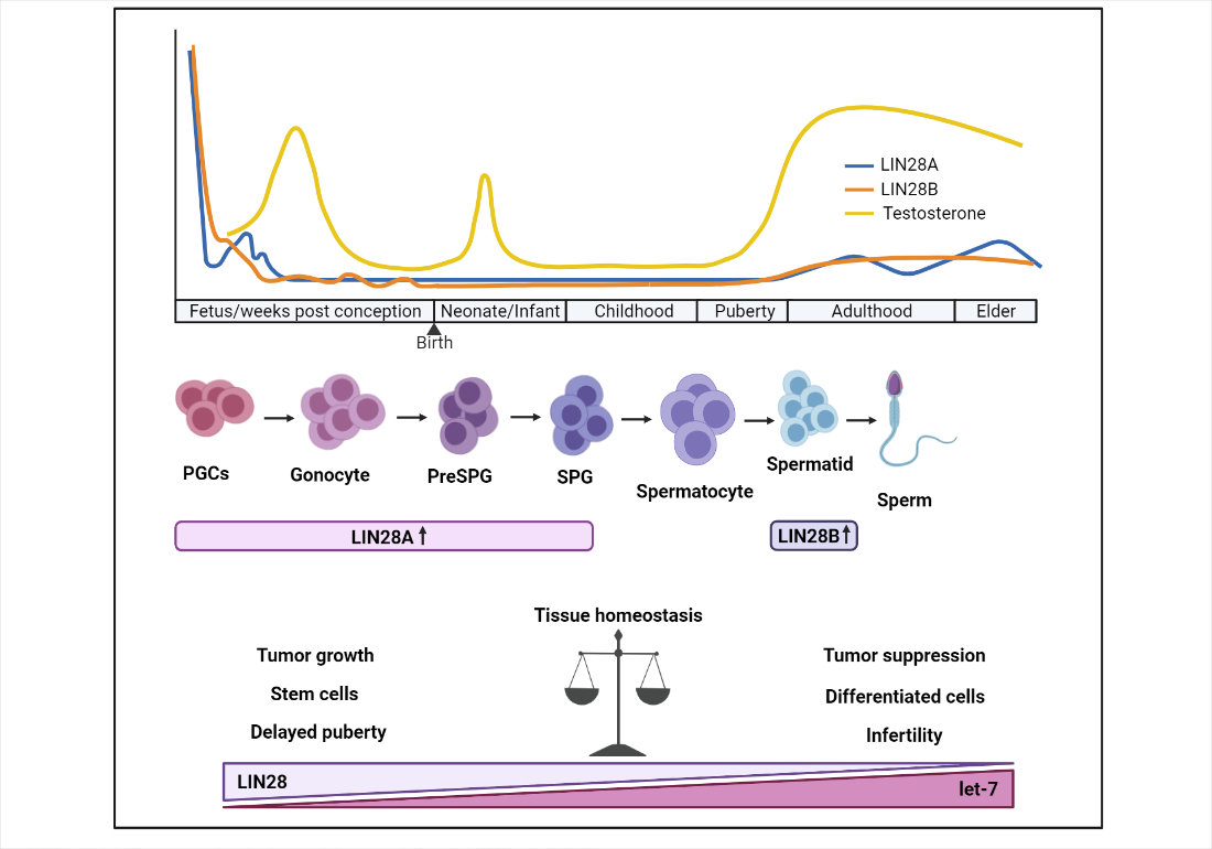 IJMS | Free Full-Text | LIN28 Family in Testis: Control of Cell Renewal ...