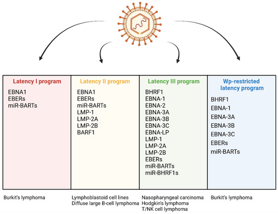 Virus-Mediated Inhibition of Apoptosis in the Context of EBV-Associated ...