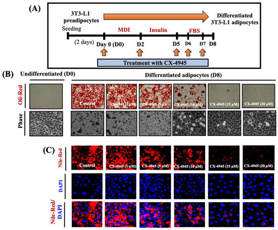 Anti-adipogenic and Pro-lipolytic Effects on 3T3-L1 Preadipocytes by CX ...