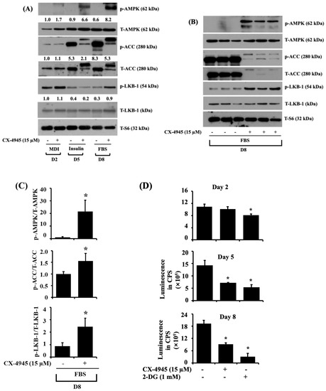 Anti-adipogenic and Pro-lipolytic Effects on 3T3-L1 Preadipocytes by CX ...
