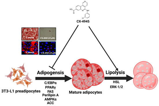 Anti-adipogenic and Pro-lipolytic Effects on 3T3-L1 Preadipocytes by CX ...