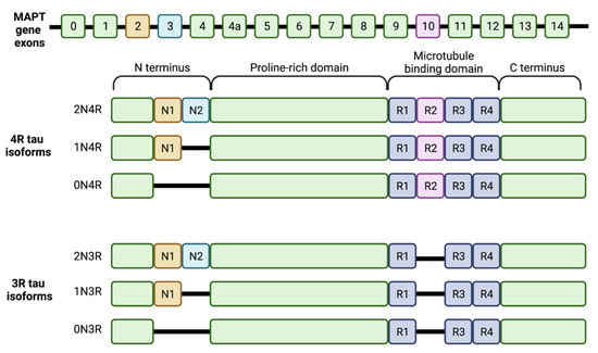 IJMS | Free Full-Text | Tau as a Biomarker of Neurodegeneration