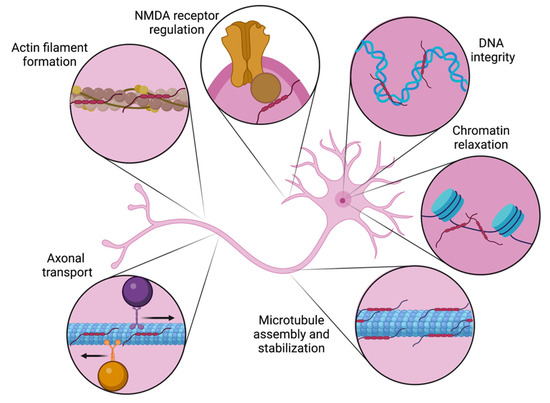 IJMS | Free Full-Text | Tau as a Biomarker of Neurodegeneration