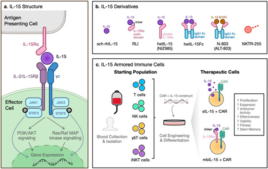 Interleukin 15 in Cell-Based Cancer Immunotherapy