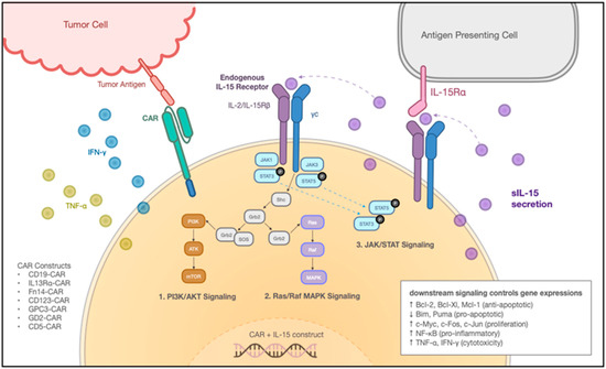 IJMS | Free Full-Text | Interleukin 15 in Cell-Based Cancer Immunotherapy