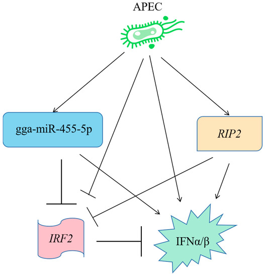 Analysis of miRNA Expression Profiling of RIP2 Knockdown in Chicken ...