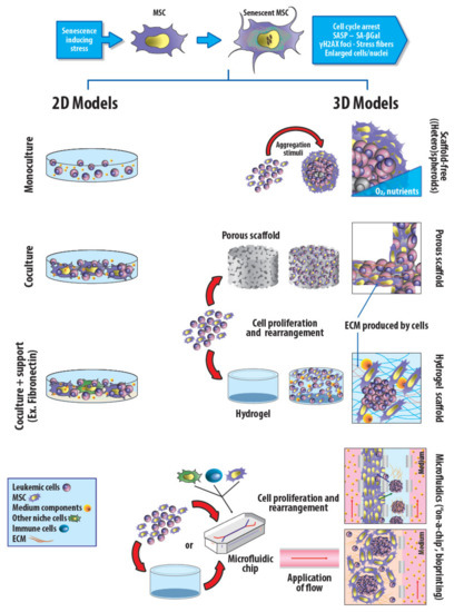 In Vitro and In Vivo Modeling of Normal and Leukemic Bone Marrow Niches ...