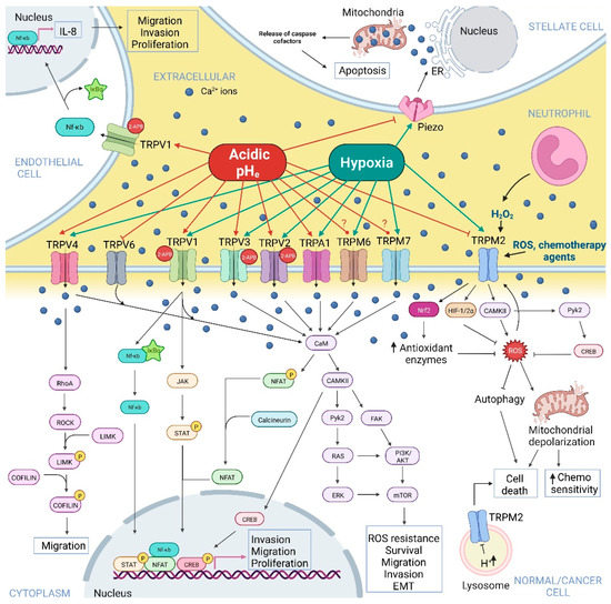 Ca2+ Signalling and Hypoxia/Acidic Tumour Microenvironment Interplay in ...