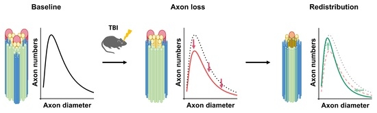 IJMS | Free Full-Text | Long-Term Changes in Axon Calibers after Injury ...