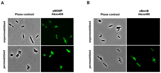 Overexpression of the Bam Complex Improves the Production of Chlamydia ...