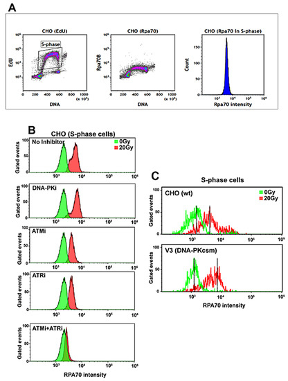 ATR Contributes More Than ATM in Intra-S-Phase Checkpoint Activation ...