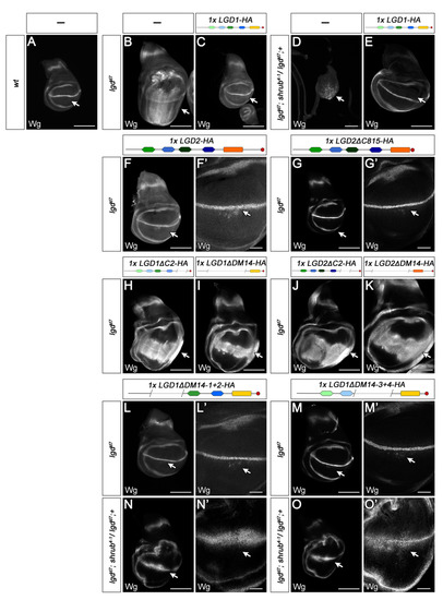 Using Drosophila melanogaster to Analyse the Human Paralogs of the ...