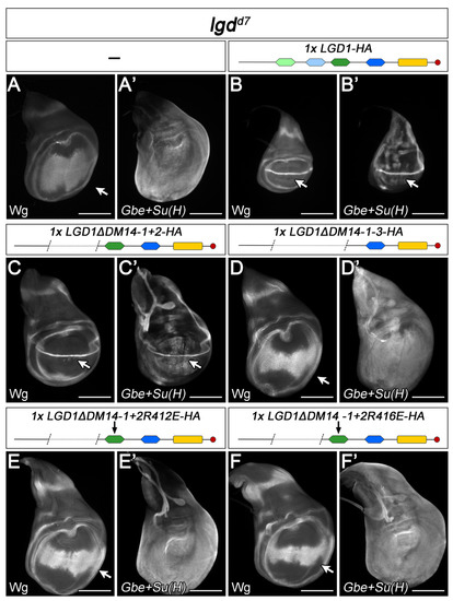 Using Drosophila melanogaster to Analyse the Human Paralogs of the ...