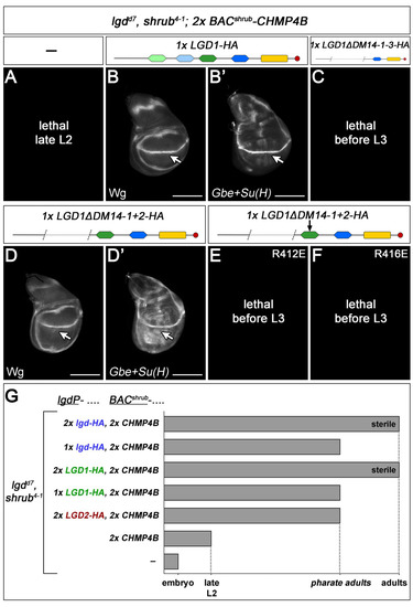 Using Drosophila melanogaster to Analyse the Human Paralogs of the ...