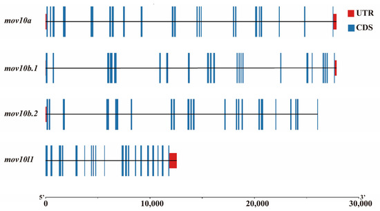 IJMS | Free Full-Text | Evolutionary and Expression Analysis of MOV10 ...