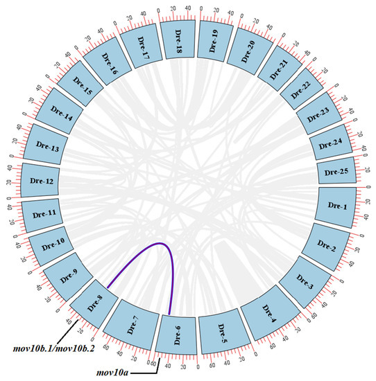 Evolutionary and Expression Analysis of MOV10 and MOV10L1 Reveals Their ...