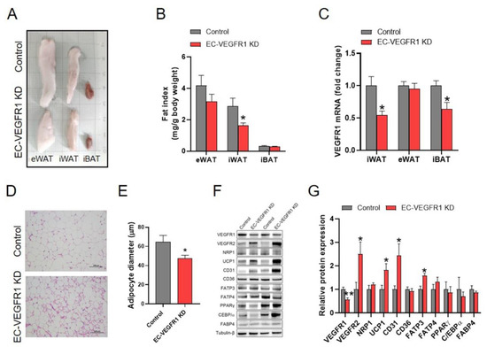 Knockdown of VEGFB/VEGFR1 Signaling Promotes White Adipose Tissue ...