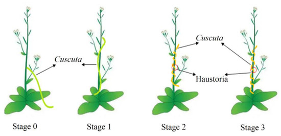 IJMS | Free Full-Text | Molecular Processes of Dodder Haustorium ...