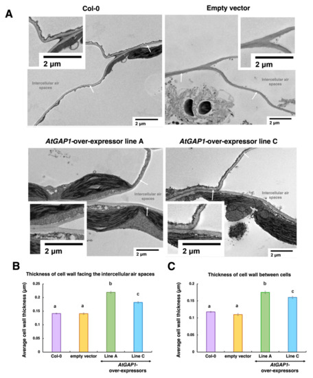 AtGAP1 Promotes the Resistance to Pseudomonas syringae pv. tomato ...