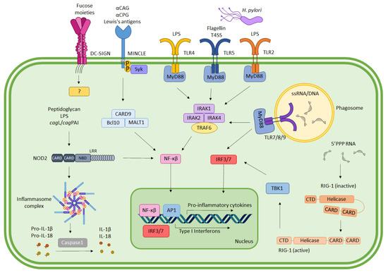 Innate Immunity Crosstalk with Helicobacter pylori: Pattern Recognition ...