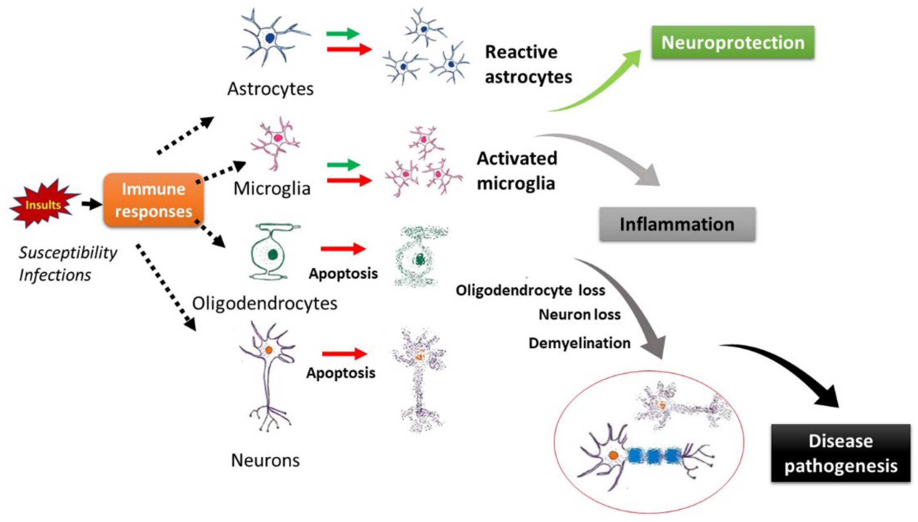 The Possible Role of Neural Cell Apoptosis in Multiple Sclerosis