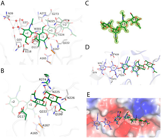 Structure–Function Insights into the Fungal Endo-Chitinase Chit33 ...
