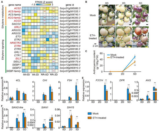 Ethylene Inhibits Anthocyanin Biosynthesis by Repressing the R2R3-MYB ...