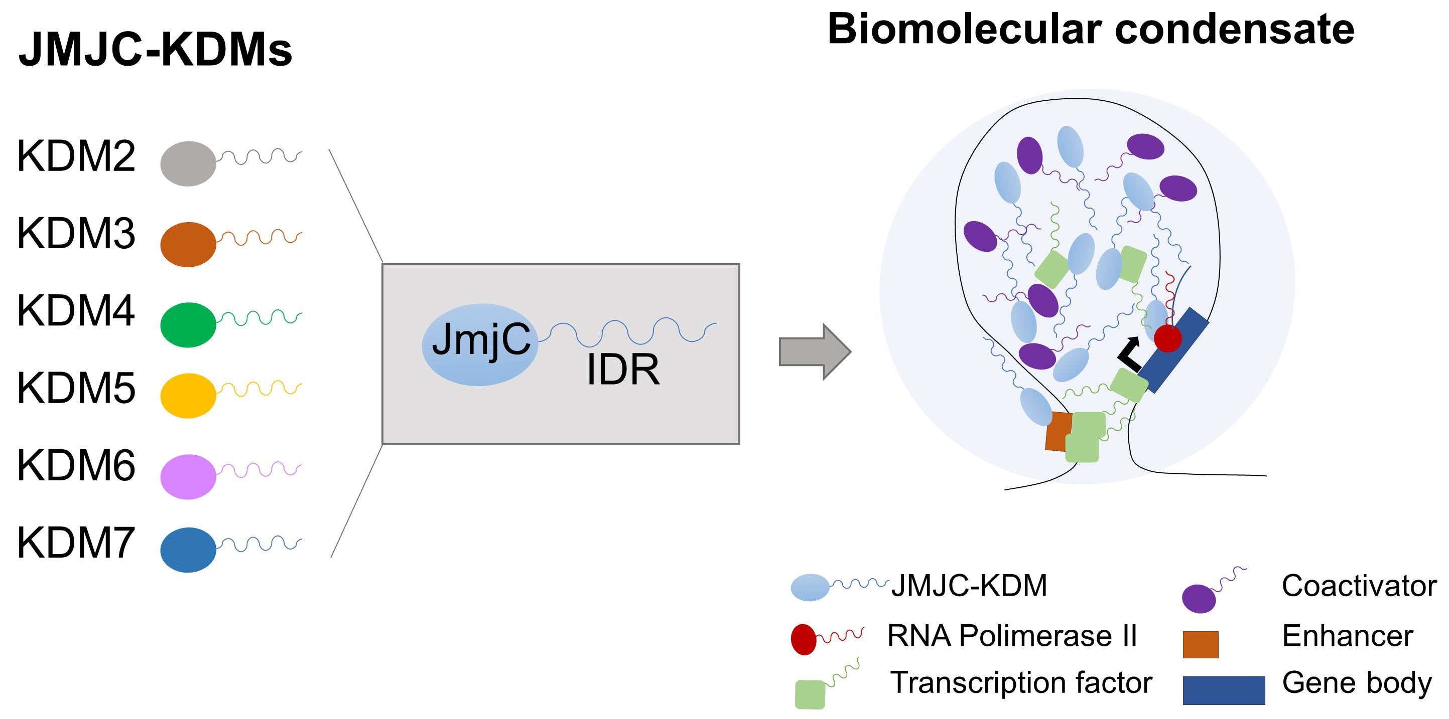 IJMS | Free Full-Text | JmjC Family of Histone Demethylases Form ...
