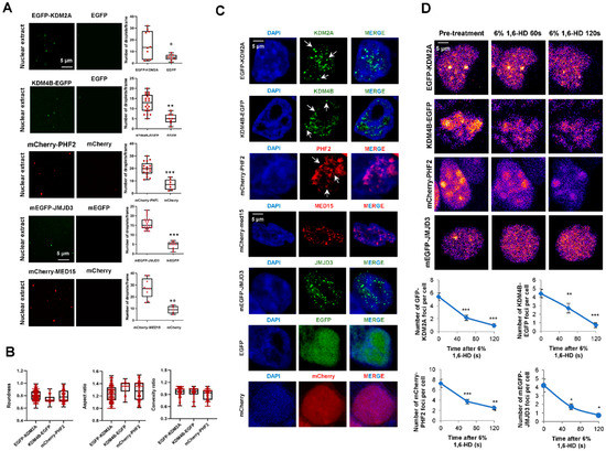JmjC Family of Histone Demethylases Form Nuclear Condensates