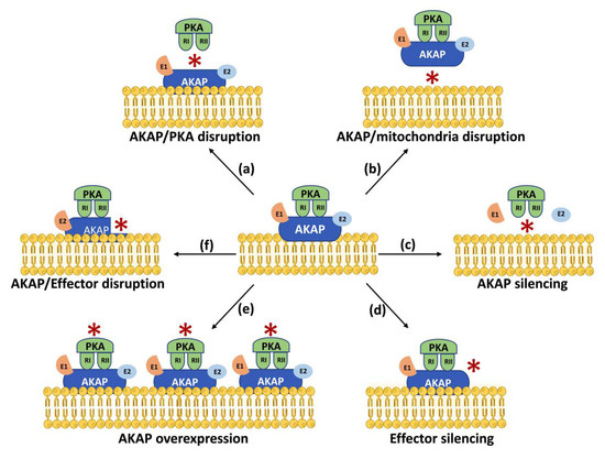 Mitochondrial a Kinase Anchor Proteins in Cardiovascular Health and ...