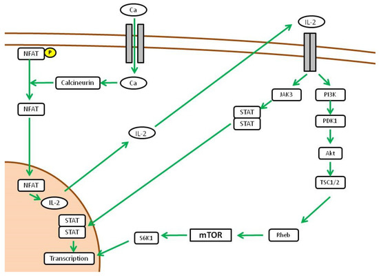 Medical Aspects of mTOR Inhibition in Kidney Transplantation
